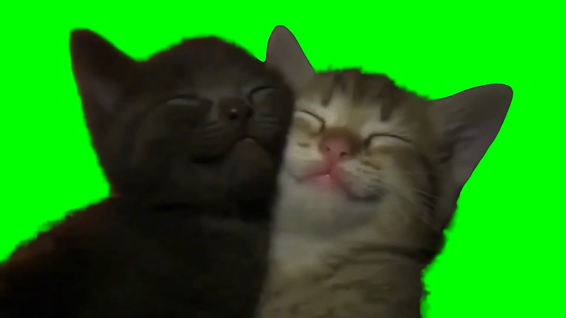 Two Cats Sleeping Together meme (Green Screen) – CreatorSet
