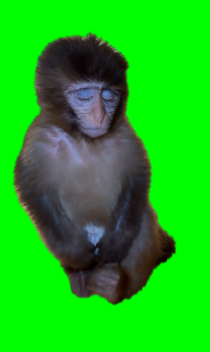 Baby Monkey Pretending to Sleep meme (Green Screen) – CreatorSet