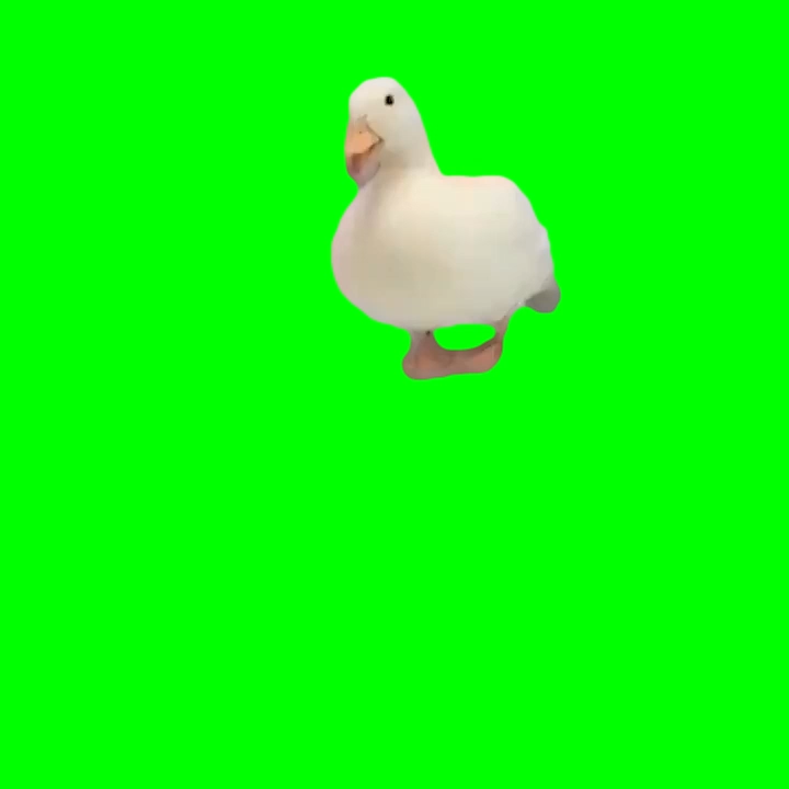 Duck Laughing (Green Screen) – CreatorSet