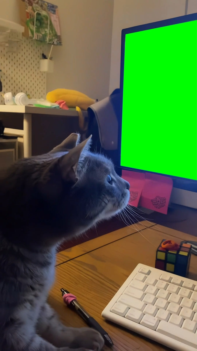 Cat Touching the Computer Monitor meme (Green Screen) – CreatorSet