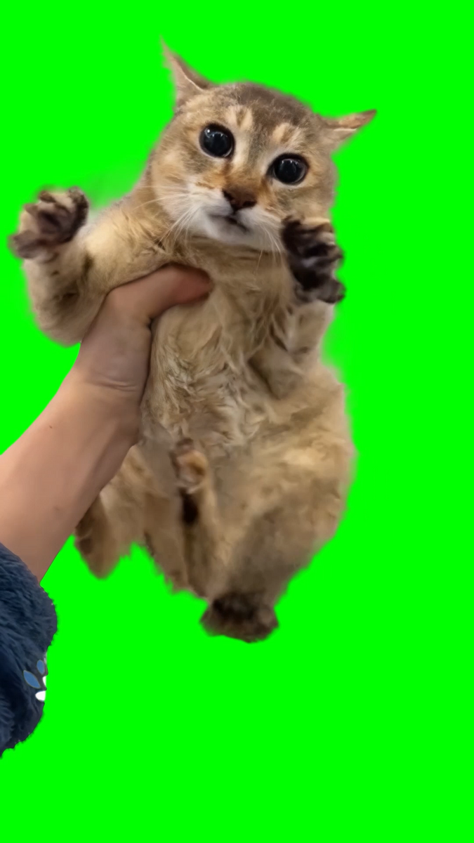 Running Cat meme - Tole Tole Cat meme (Green Screen) – CreatorSet
