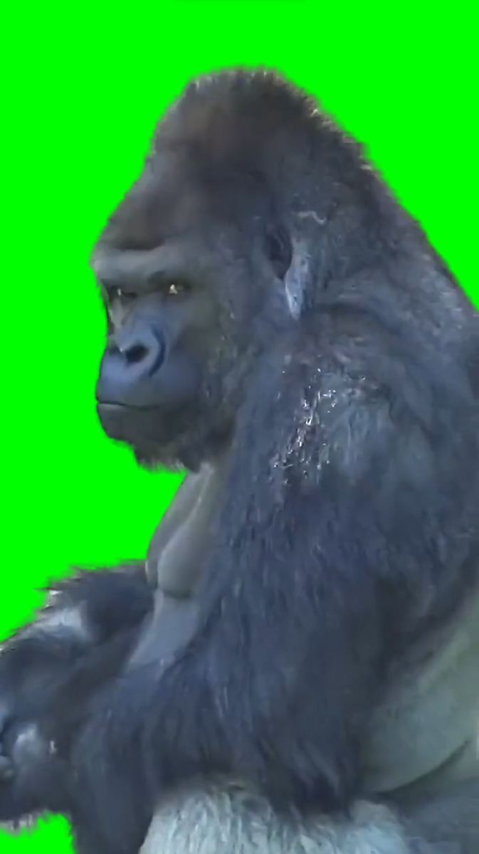 Gorilla menacing face (Green Screen) – CreatorSet