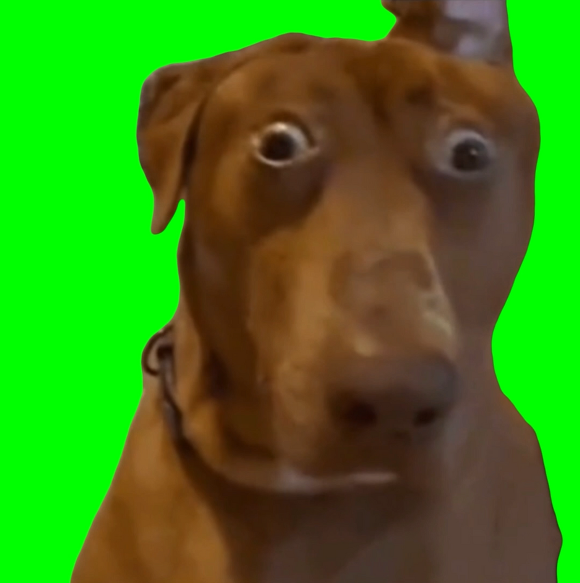 Brown Dog with Shocked Face meme - Belle the Dog (Green Screen ...