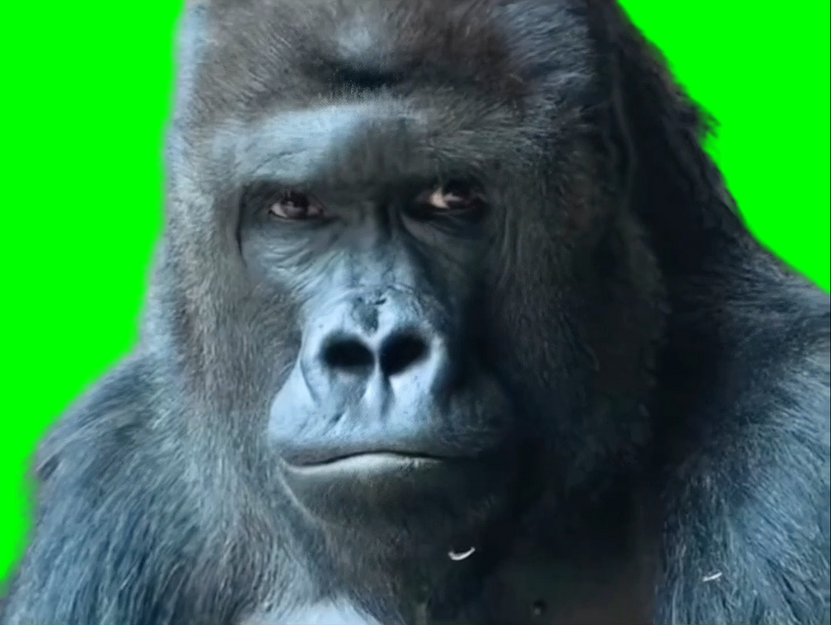 Confused Gorilla meme (Green Screen) – CreatorSet
