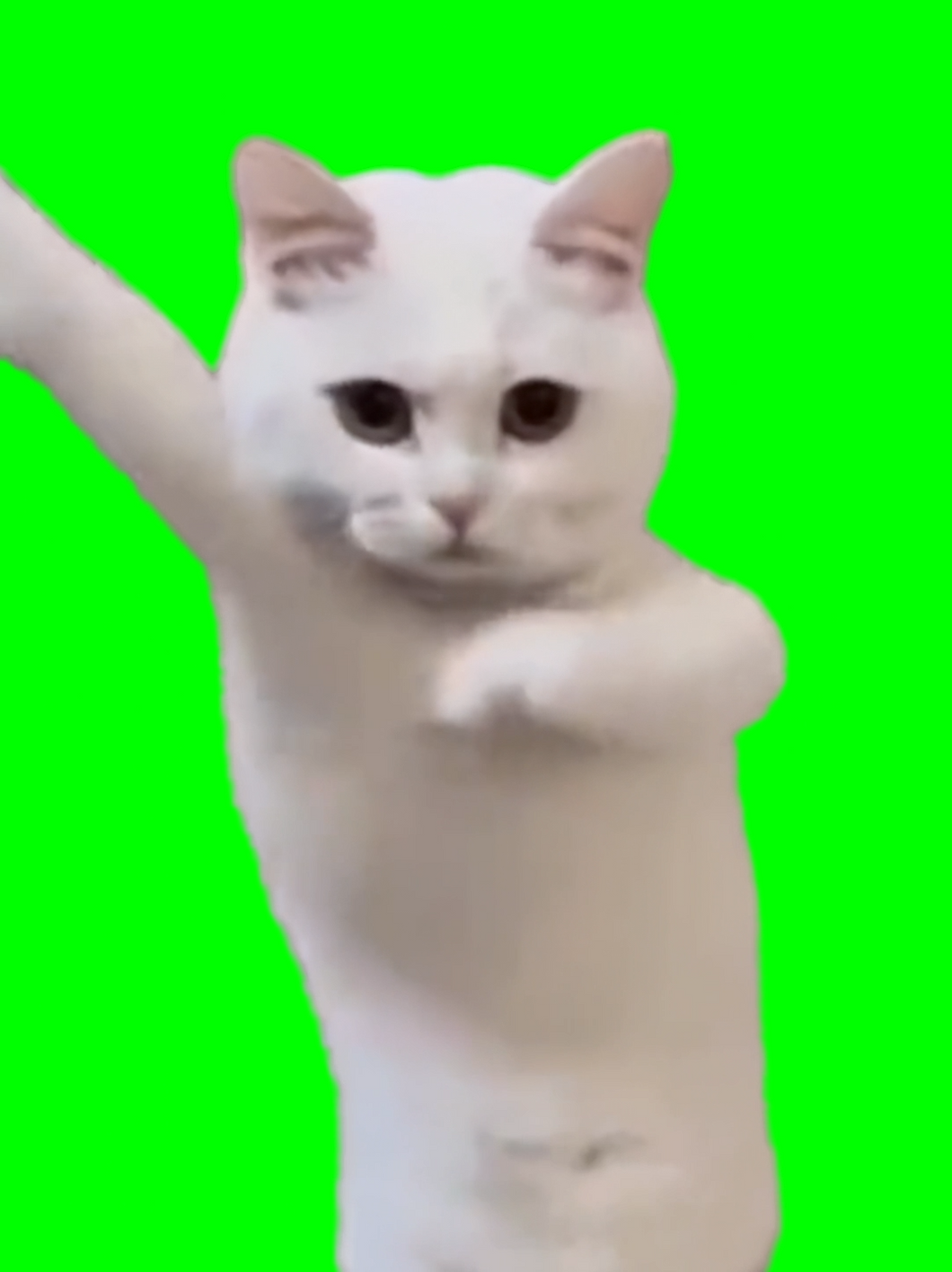 AI Cats Dancing to Miau Miau meme (Green Screen) – CreatorSet