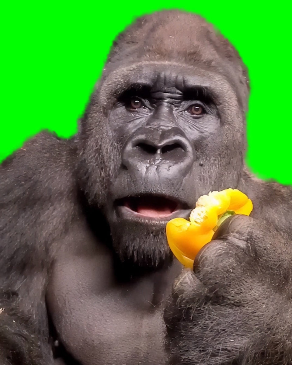 Gorilla eating bell pepper shocked face reaction meme (Green Screen ...
